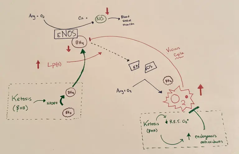 LP(a): The match, the fuse, and the escape route