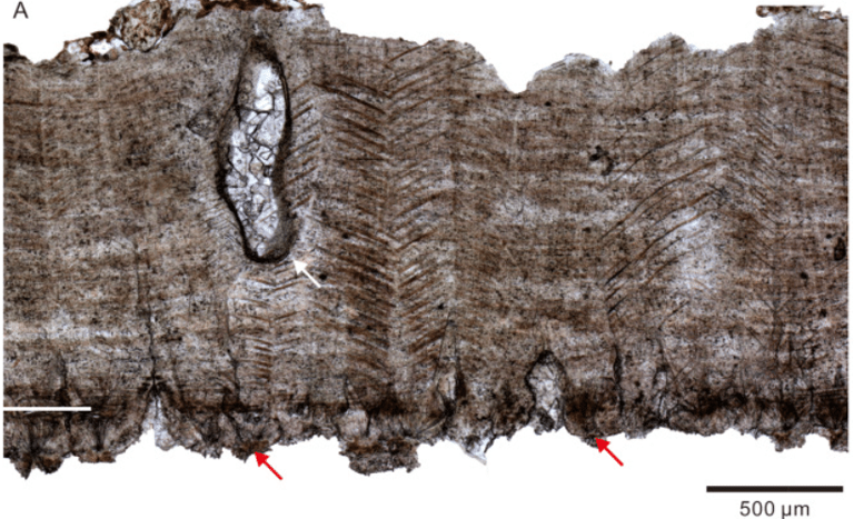 Dinosaur eggs as large as cannonballs were found filled with massive ...