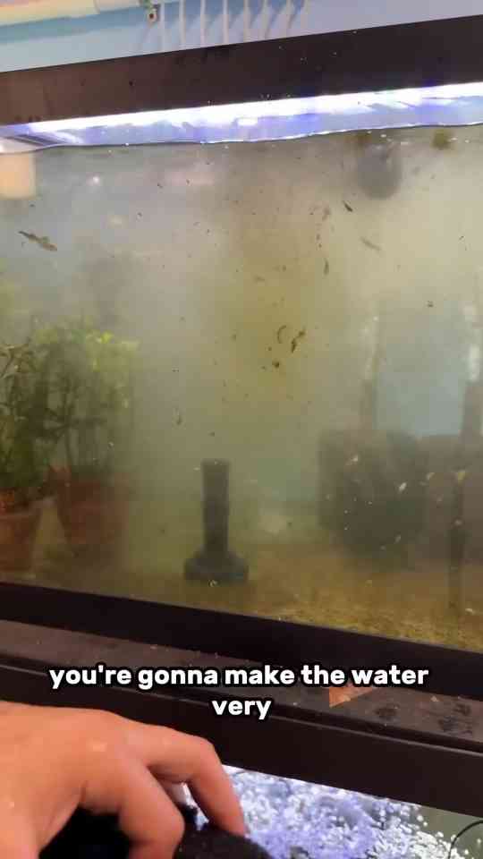 Why I don’t change the water in my fish tank first