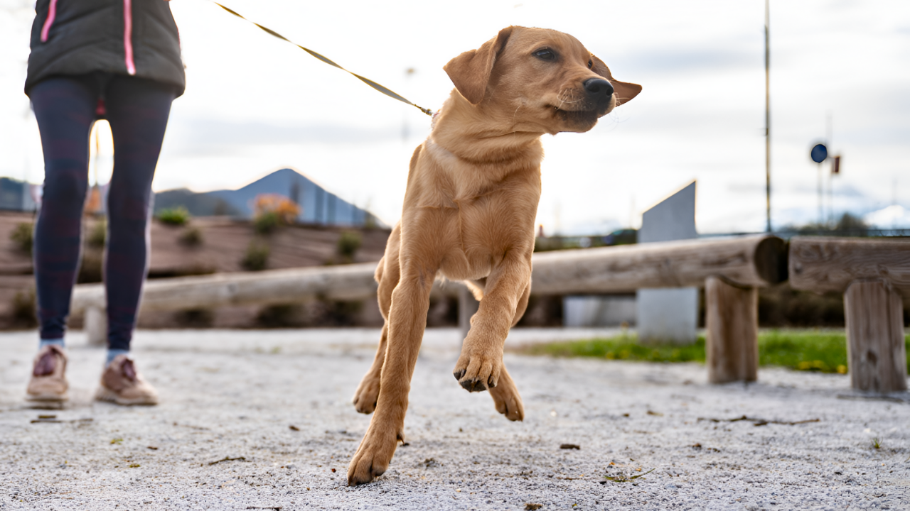 10 dog breeds experts say are not ideal for first-time owners