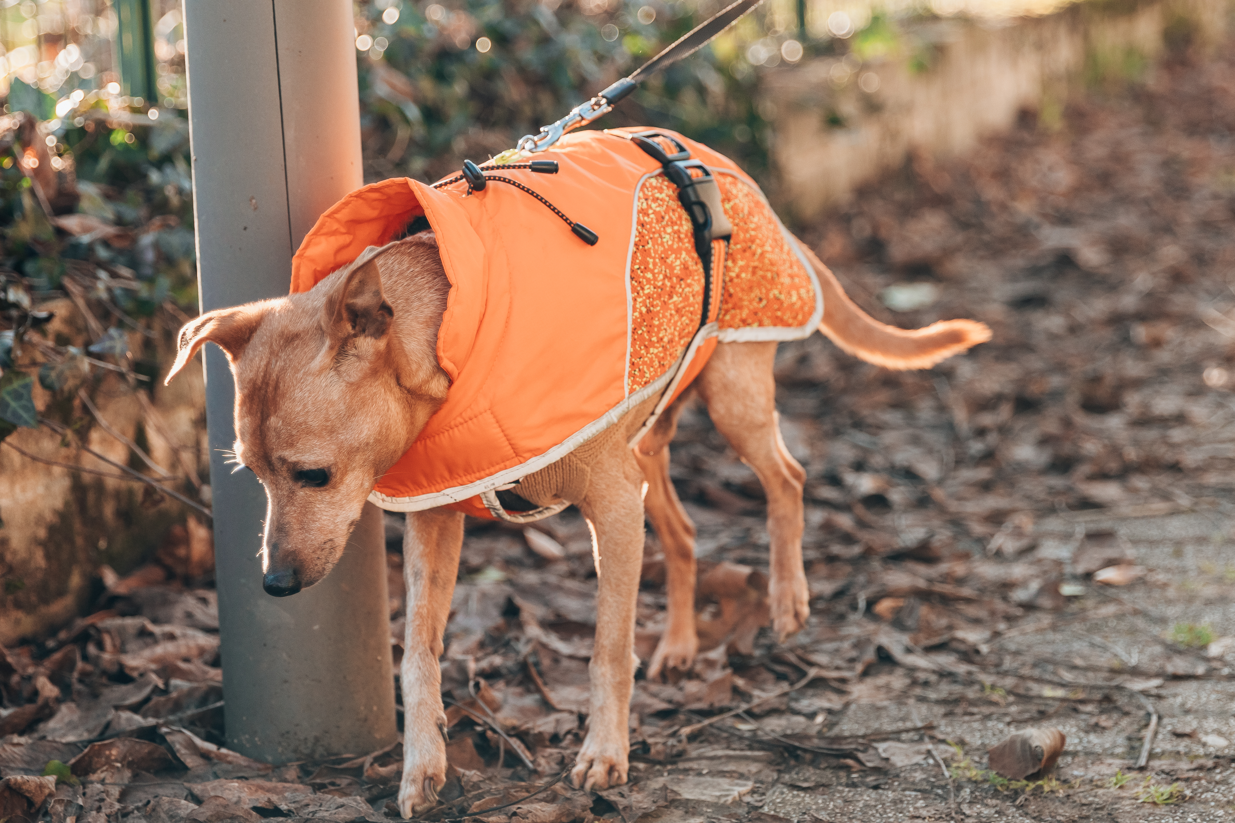 Woman wonders why dog is walking slow, then she turns around: "I'm sorry"