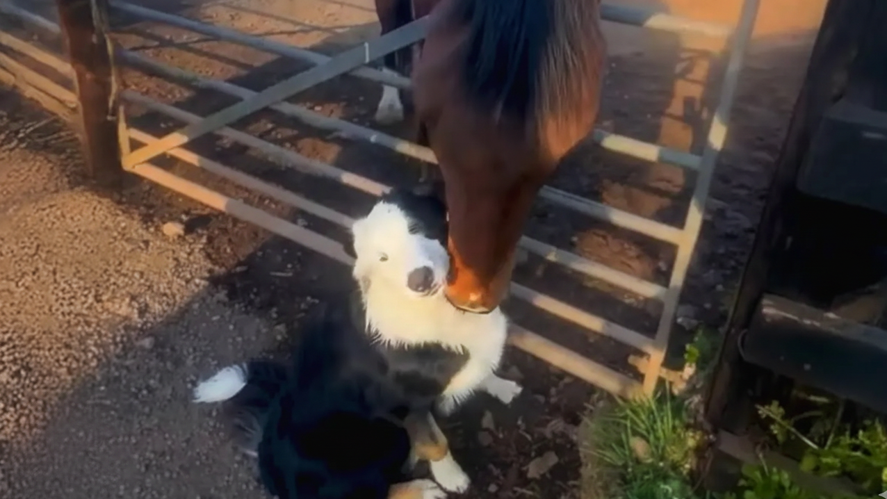 This dog gallops like a horse - and belongs to the herd
