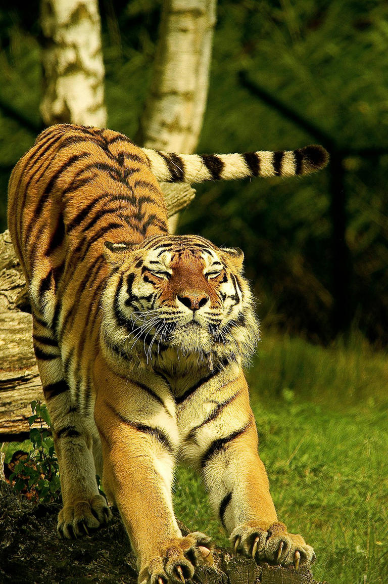 9 tiger safaris in India you can book for February long weekend