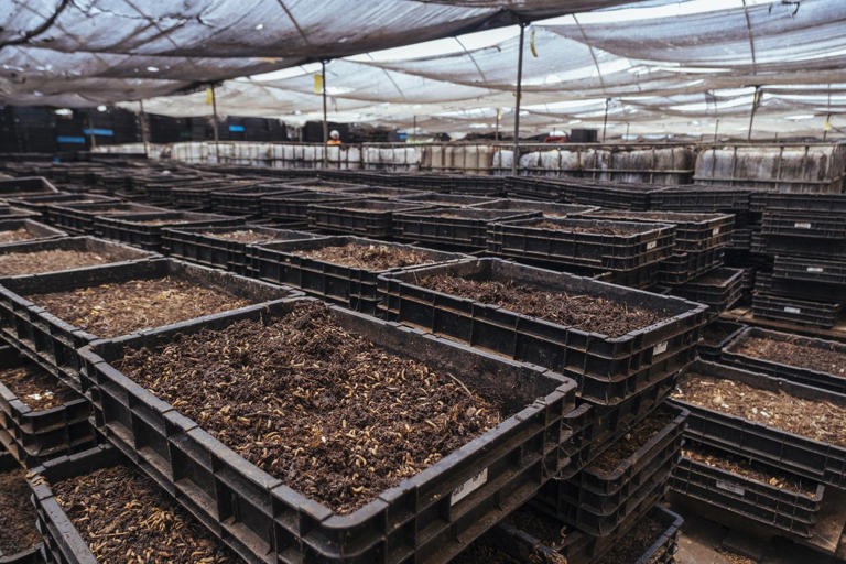 Maggots are an incredibly efficient source of protein, which may make ...