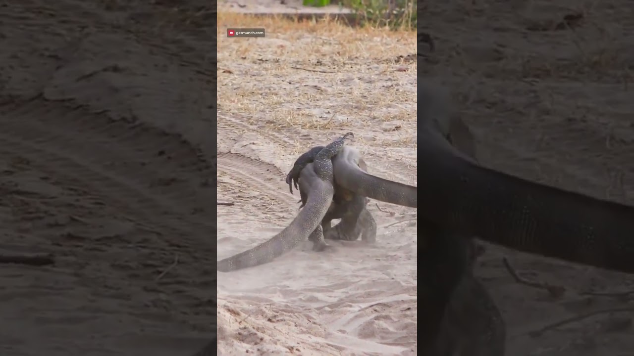 Lizard battle erupts in intense Mara wilderness scene
