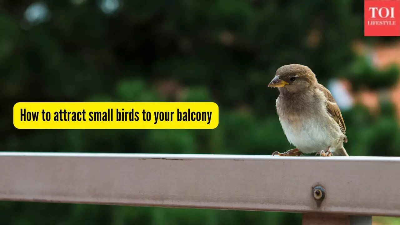 How to attract sparrows and other small birds to your balcony