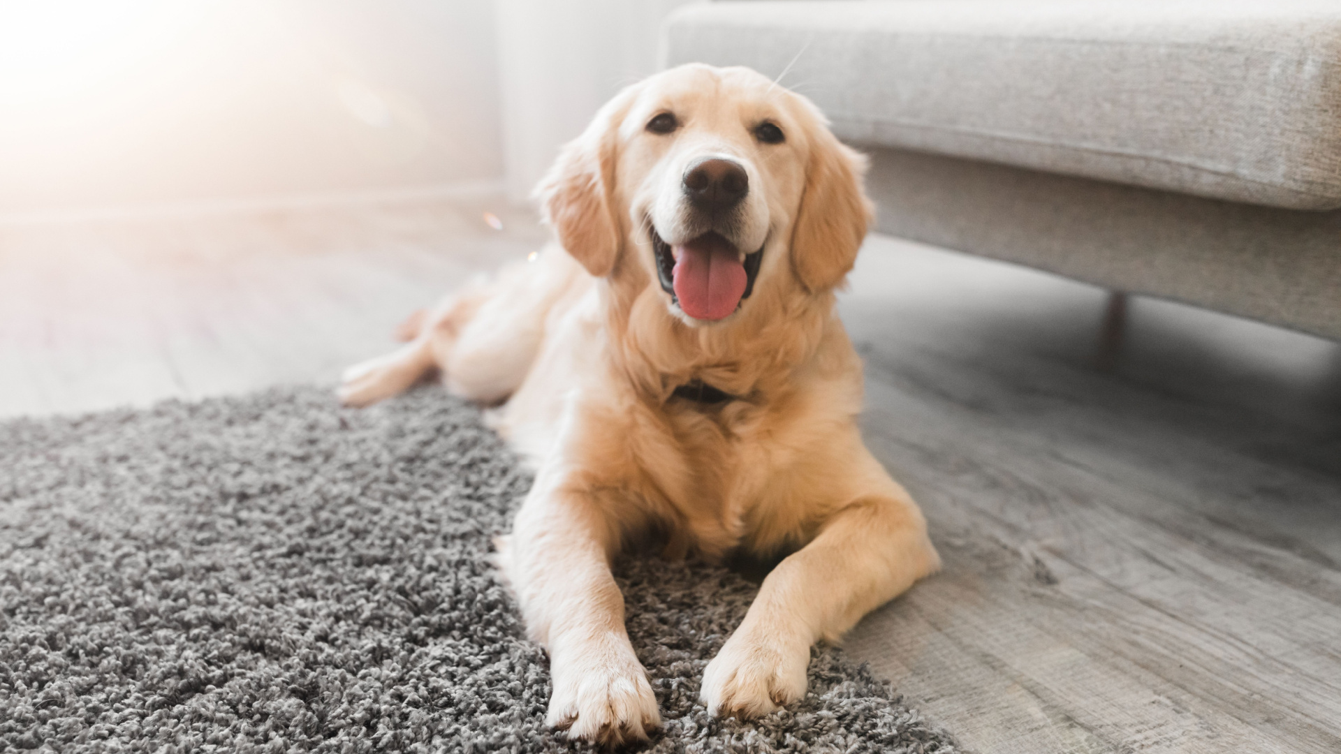 10 dog reactions that mean “stay close” rather than “leave me alone”