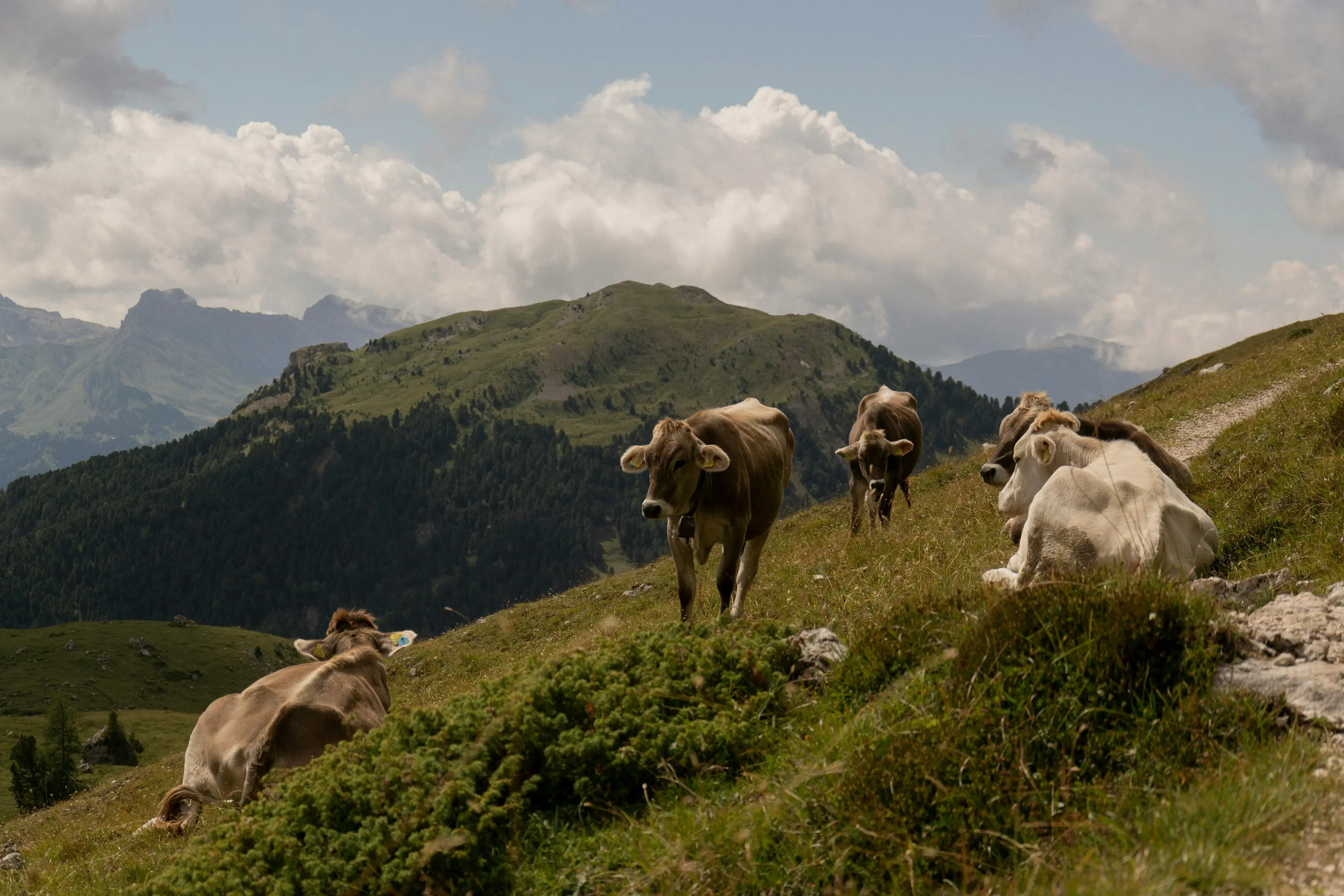 12 natural patterns found across ecosystems