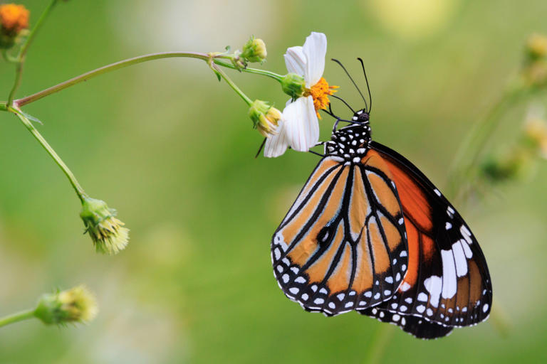 100+ butterfly names you'll love