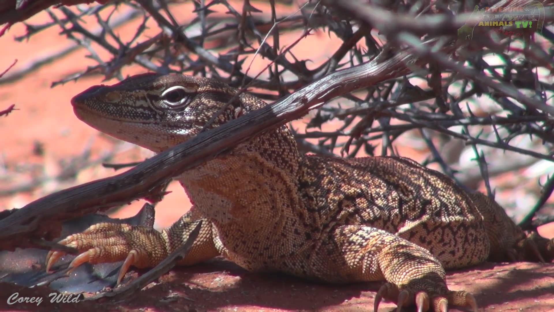 Differentiating monitor lizards from goannas