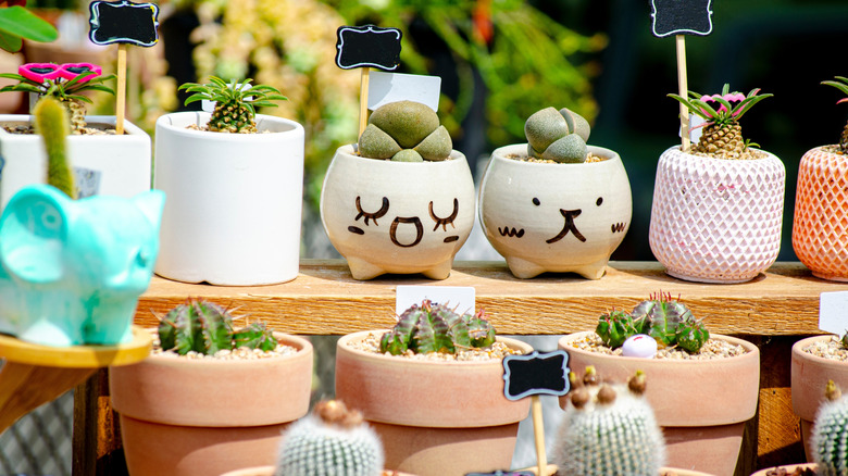 This vintage planter you can find at the thrift store is more dangerous ...