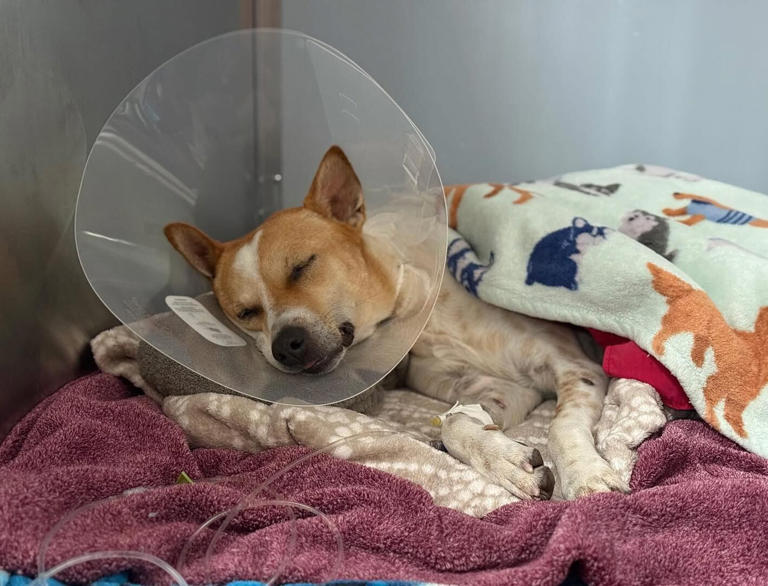 Dog accompanying monks on peace walk recovering after surgery