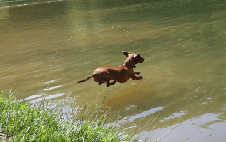 Answer Man: August J Dachshund has passed? Lipinsky Auditorium getting ...