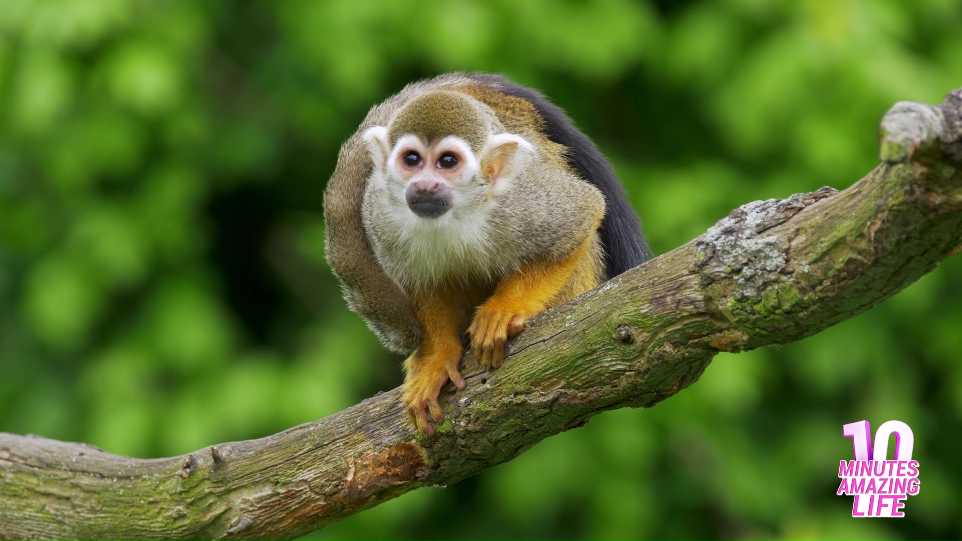 This monkey noticed the camera from the branch