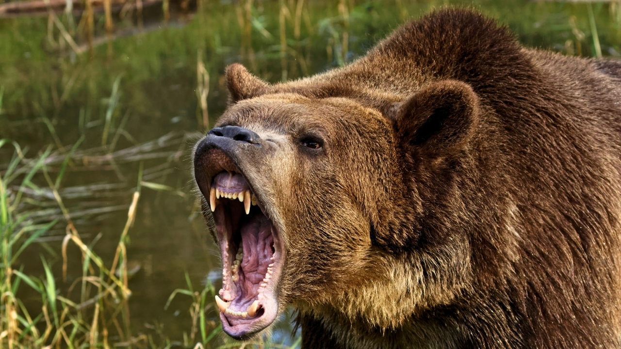 The deadliest predators in North America ranked by real risk