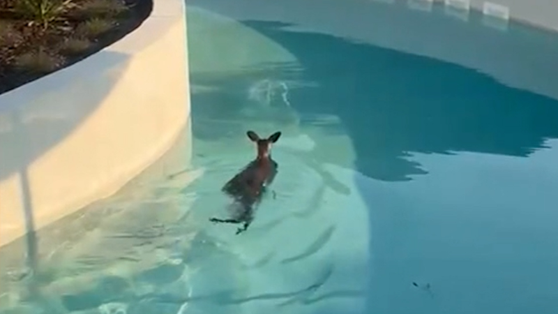 Kangaroo beats the crowds with a dip in a theme park lazy river