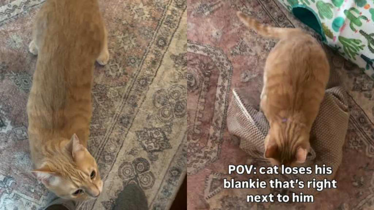 Video: Cat loses his blanket but it's right next to him