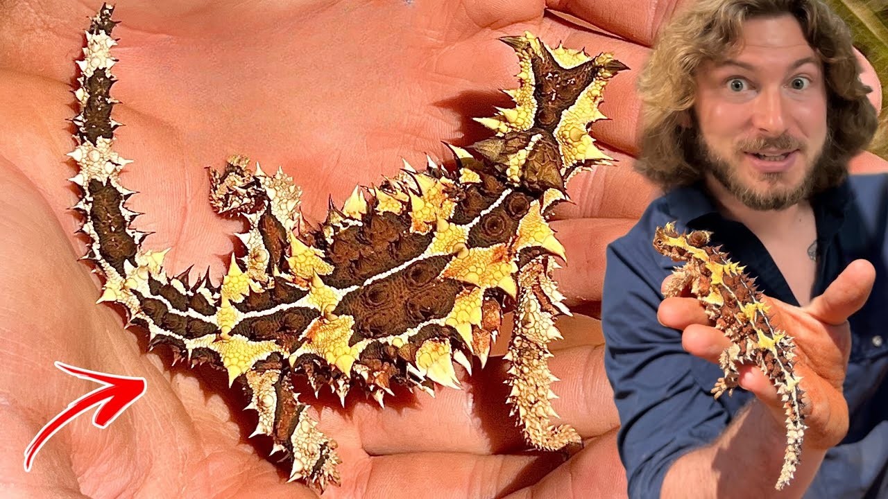 Encountering a thorny devil lizard