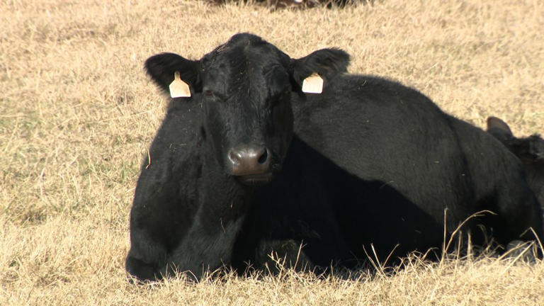 ‘I just want my cows back’: 11 cows stolen from North Carolina farmer