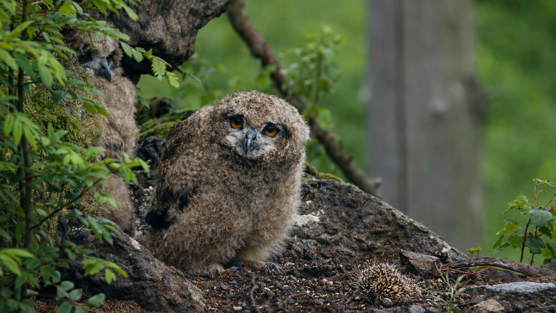 Eurasian eagle-owl chicks up close in the nest