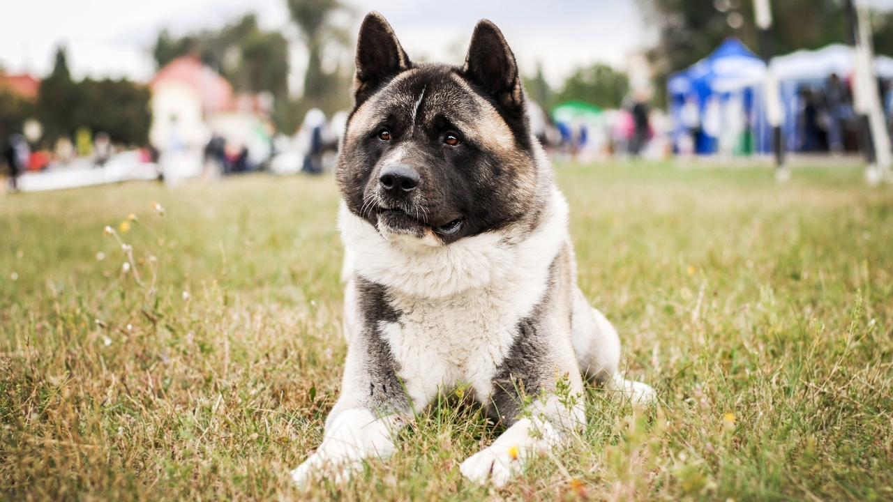 13 dog breeds that bond deeply with one person and rarely let go