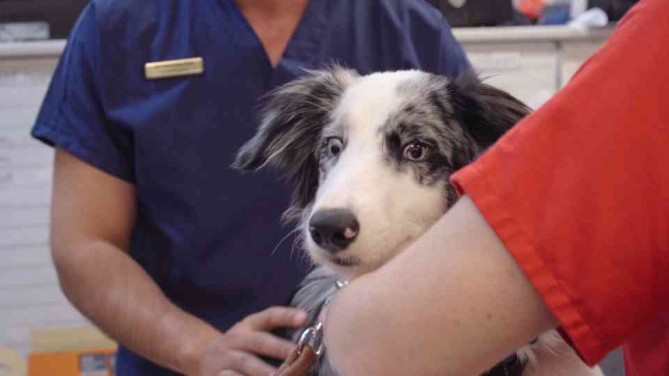 What happens when metal wraps around a dog’s tooth