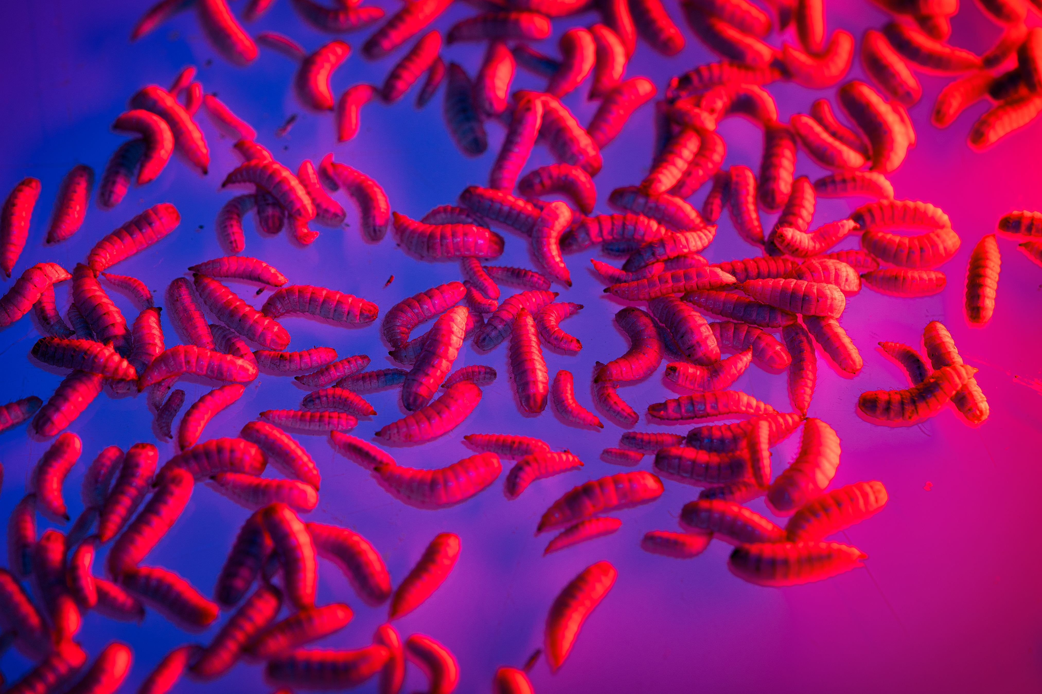 Maggots are an incredibly efficient source of protein, which may make ...