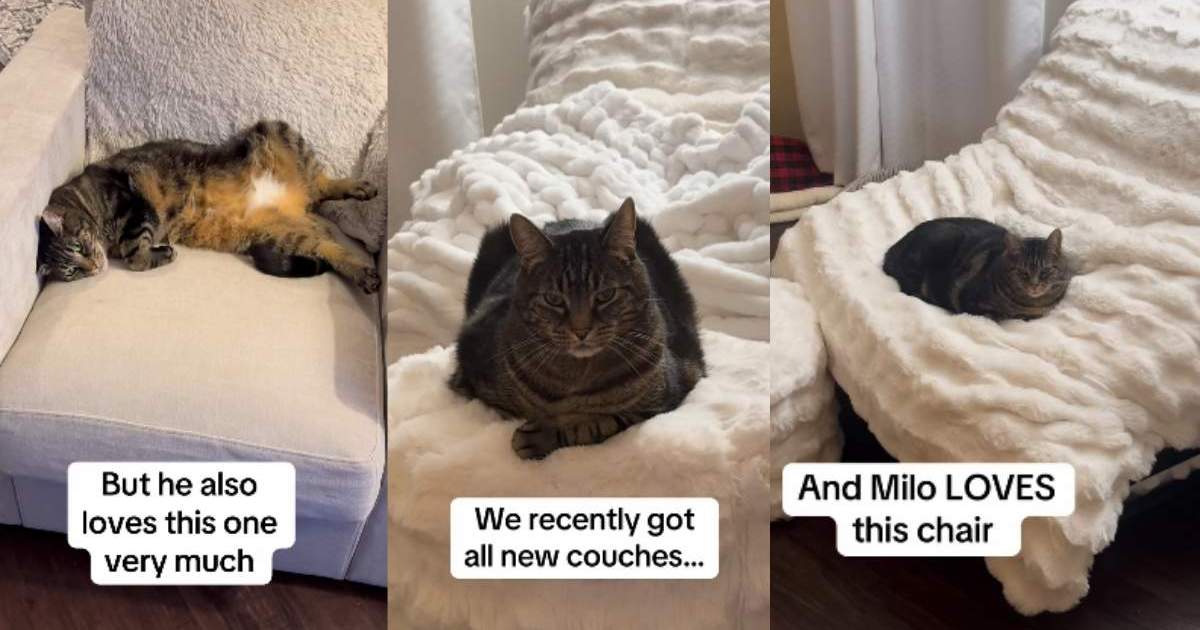 Video: This cat doesn't approve of anyone sitting in his chair