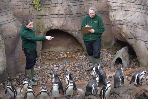 Colchester Zoo reveals results of annual mission to count all animals