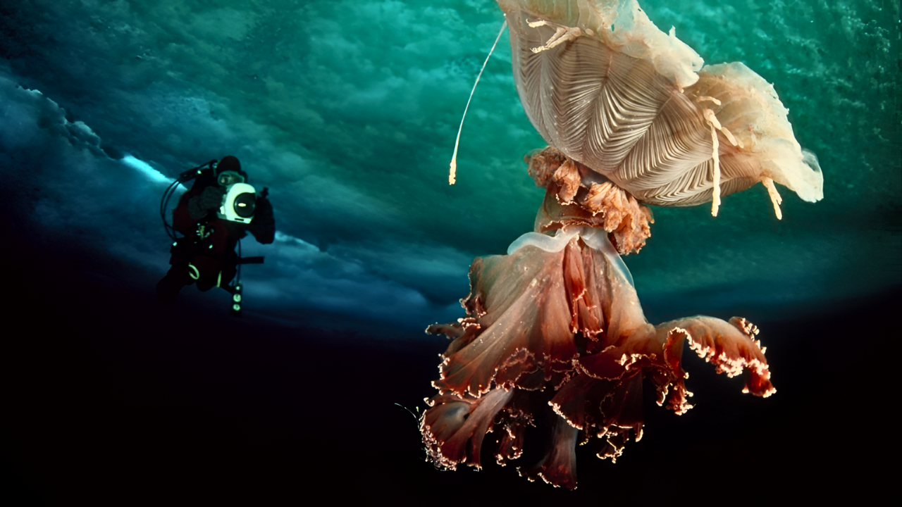 Earth’s ‘lung’ shuts down by 42% in Antarctica—scientists warn deep ...