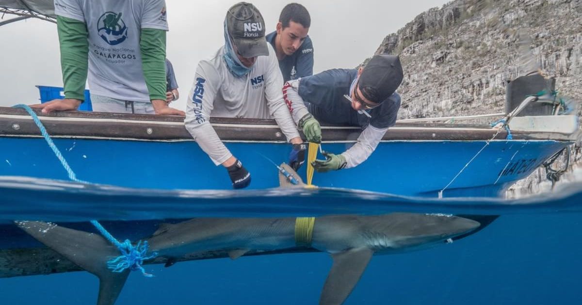 Scientists tagged silky sharks to map their movement—results reveal ...