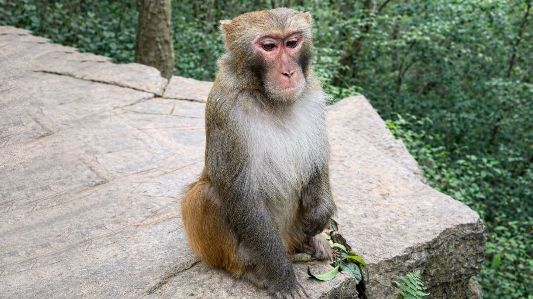 Cute monkey patiently waiting for food
