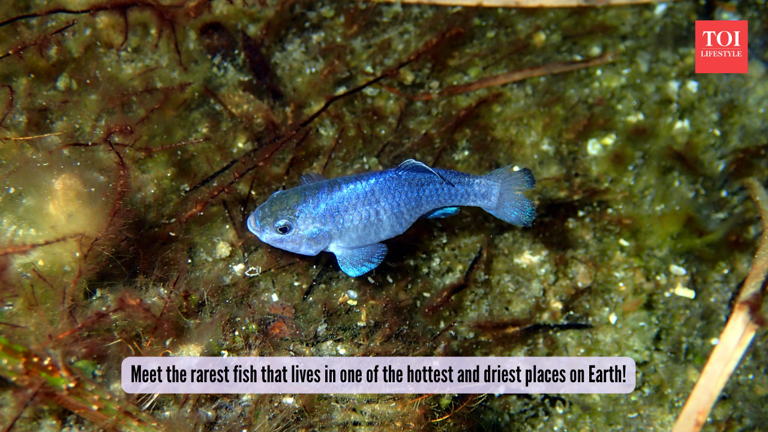 Devils Hole pupfish: Meet the rarest fish that lives in one of the ...