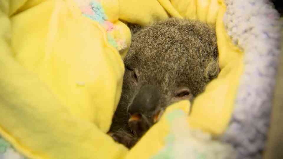 Why eucalyptus is toxic… until pap changes everything