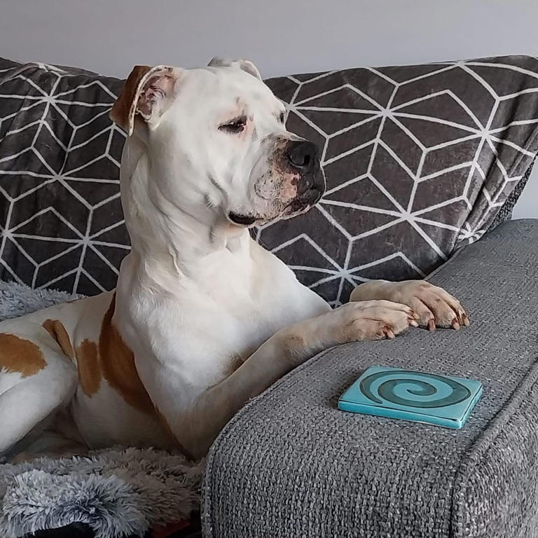 Bleakholt rehomes more than 1,000 animals in 2025