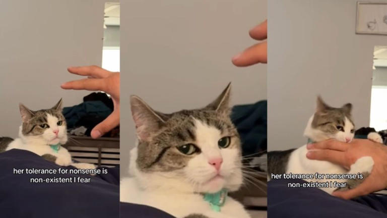 Video proves this cat has little to no tolerance for nonsense