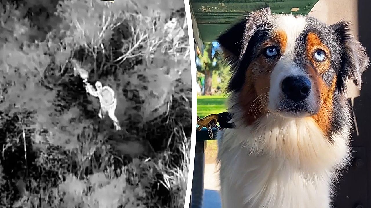 Animal rescuers use drone to find dog lost in California canyon for two ...