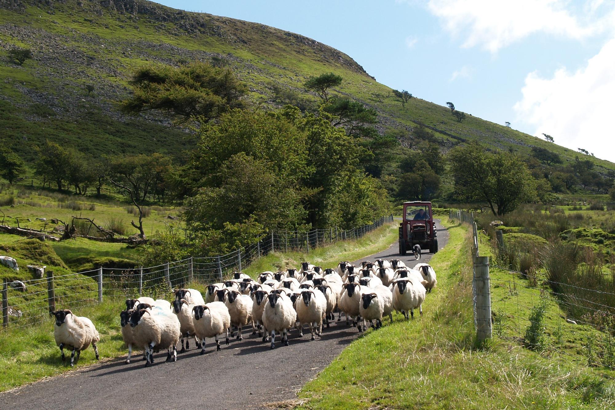Sheep carcase classification rules to deliver fairer prices for farmers
