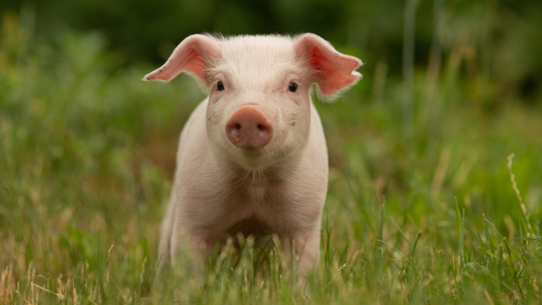 Little piglet enjoying a pumpkin treat is brightening timelines