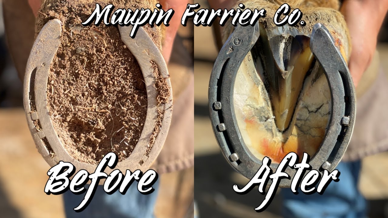 From crusty to clean: Oddly satisfying hoof restoration ASMR