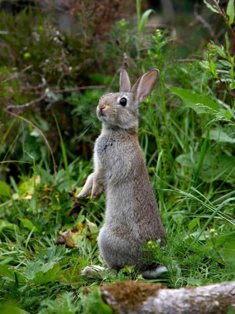 🐎🐒🐓 Quiz: Which animal sign in the Chinese zodiac are you? (and it ...