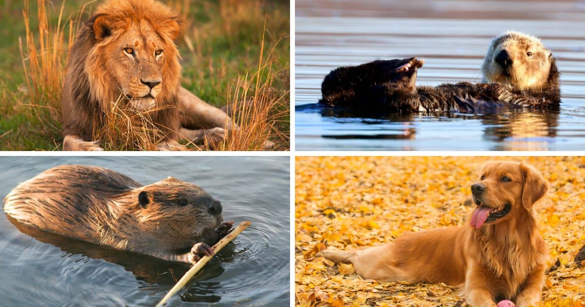 The 4 animal personality types test everyone's talking about (and why ...