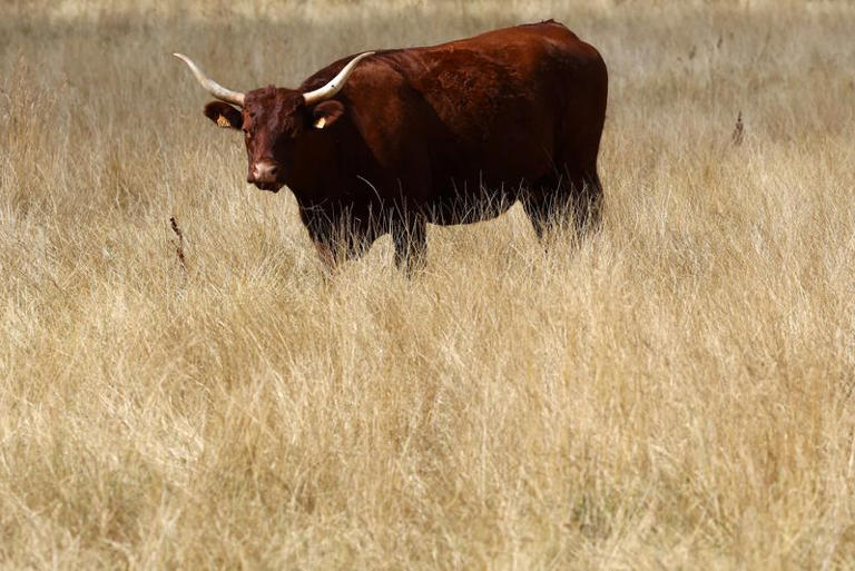 Cows to miss out on Paris farm show amid disease fears