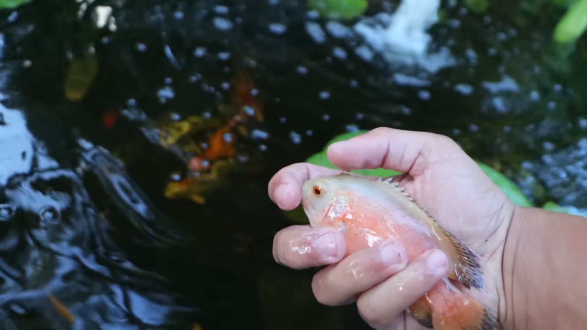 Watch what happens when a 150-gallon aquarium is emptied into a pond