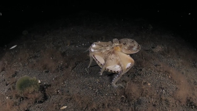 A shell on legs? The truth behind this bizarre sea creature