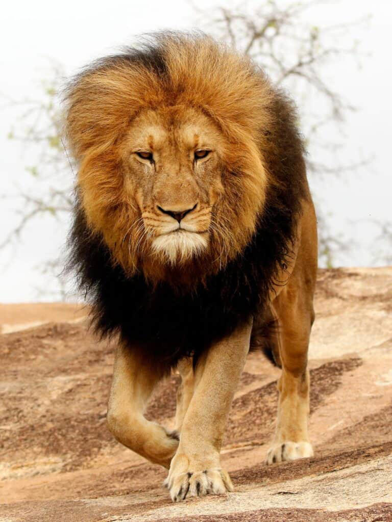 🇬🇷 The Greek gods favored these 15 animals — and their symbolism ...