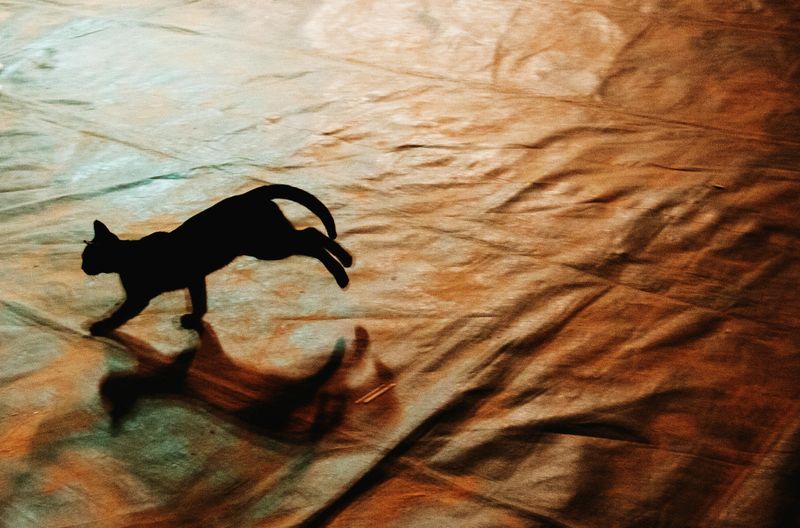 If your cat is feeling playful, these 8 behaviours often follow