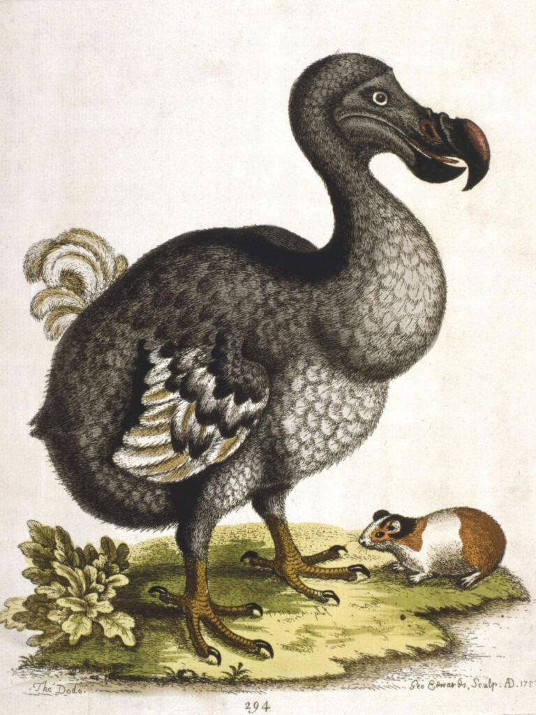 Every Country Has a National Animals — But These are the 20 Weirdest ...