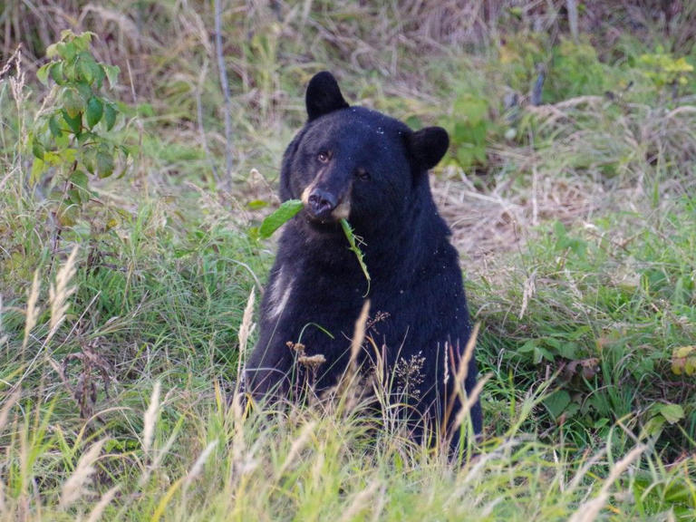 Bear watch: Trina Moyles writes about bears and siblings in new memoir