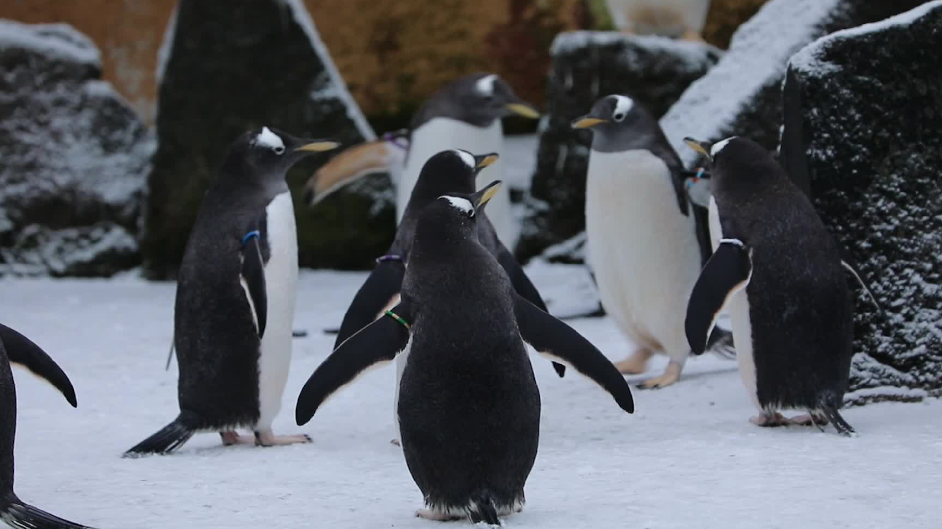 Ganz in ihrem Element: Zoo-Pinguine spielen im Schnee